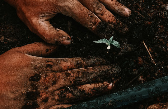 Scattered Seed Brought Abundant Harvest - World Gospel Mission